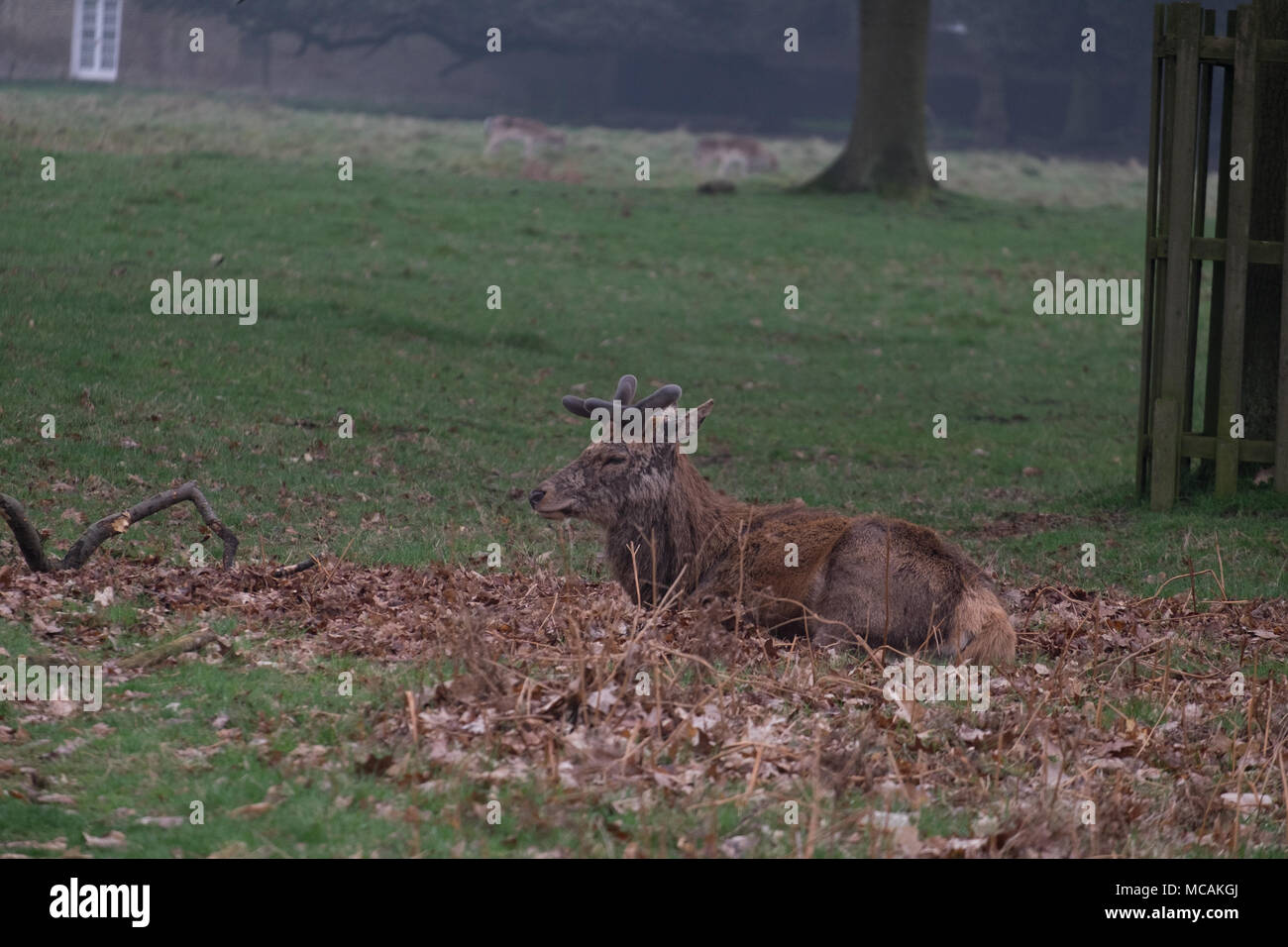 Bushy park spring deer hi-res stock photography and images - Alamy