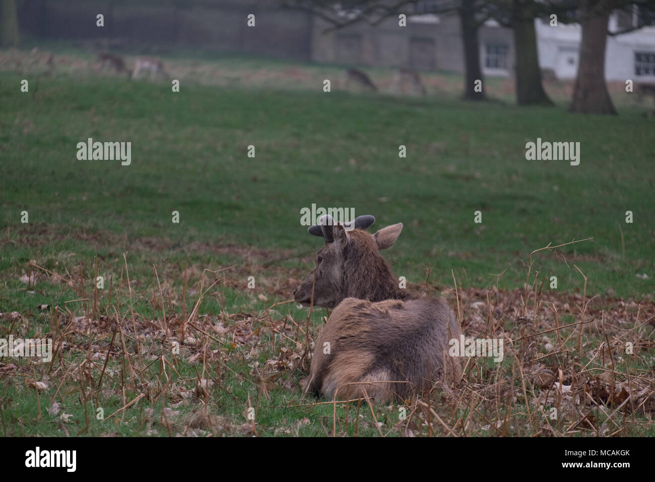 Bushy park spring deer hi-res stock photography and images - Alamy