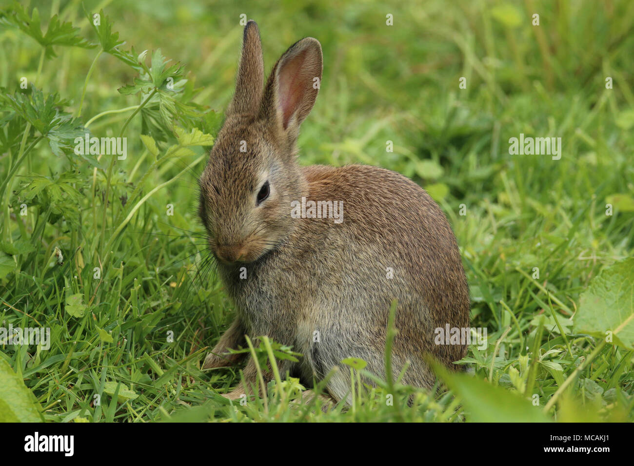 baby wild rabbit in a field in wales in the united kingdom uk Stock ...