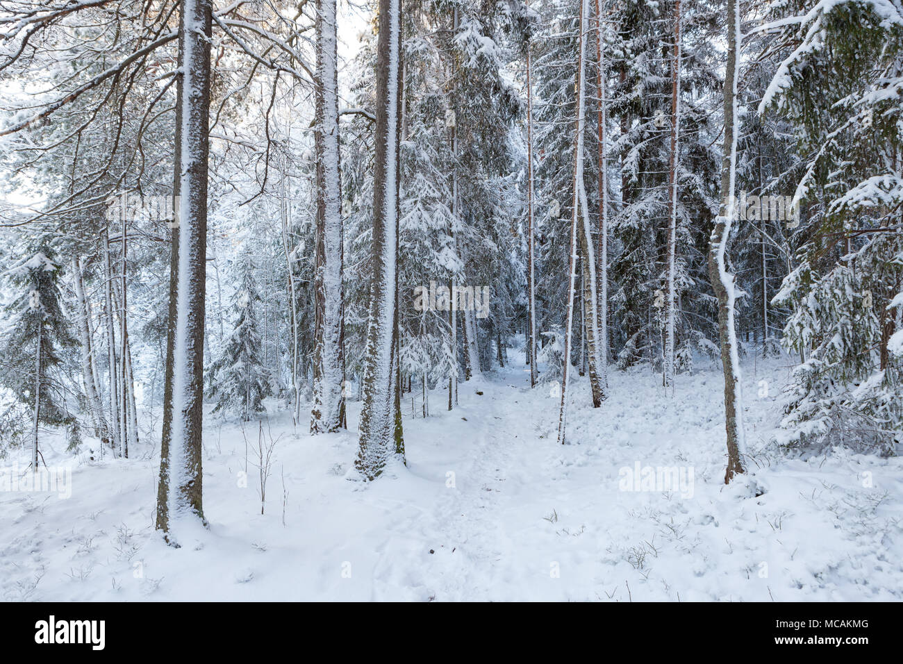 Forest after blizzard hi-res stock photography and images - Alamy