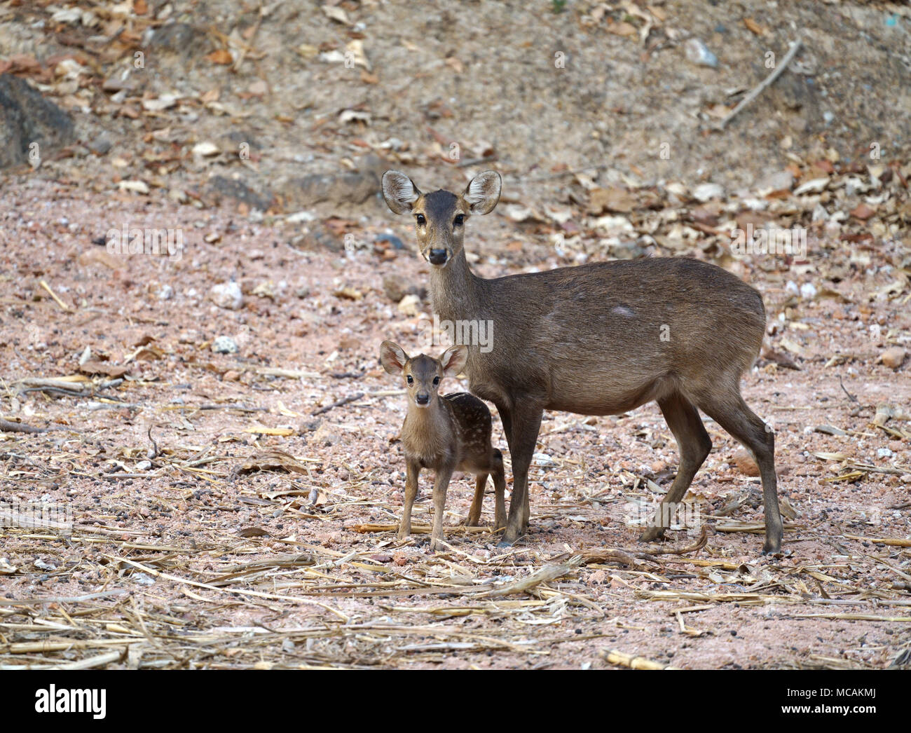 Indian Hog Deer Stock Photos & Indian Hog Deer Stock Images - Alamy