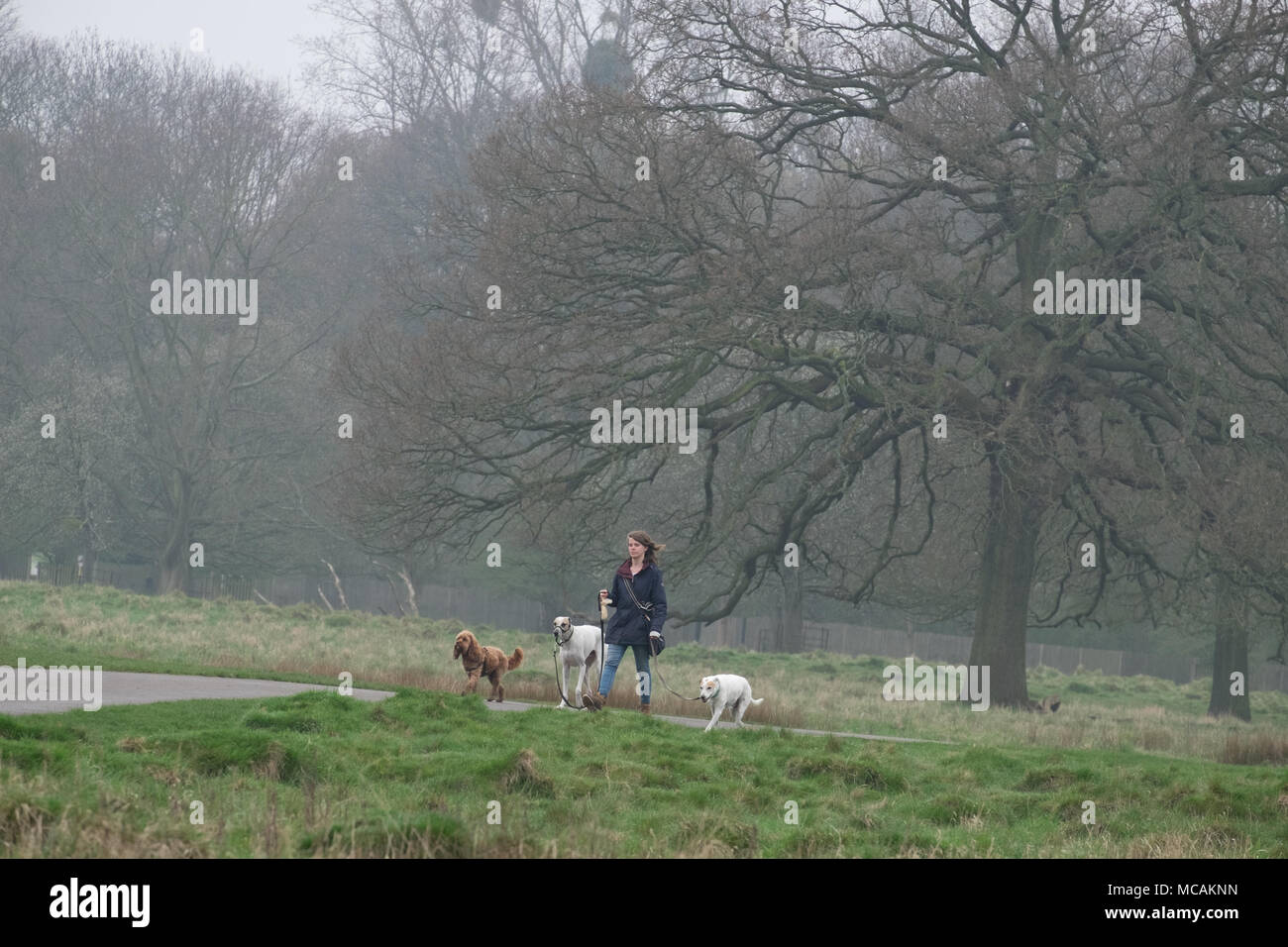walking the dogs in the park Stock Photo - Alamy