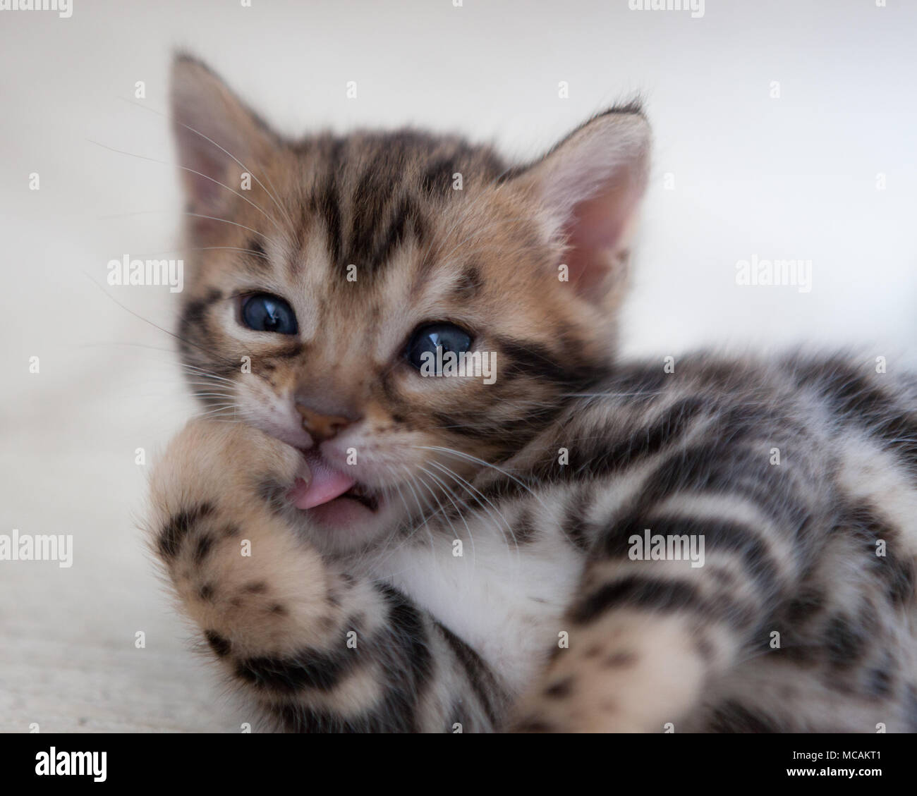 Cute bengal kitten Stock Photo - Alamy