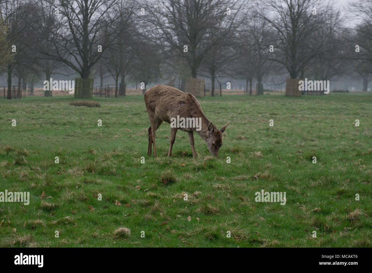 Bushy park spring deer hi-res stock photography and images - Alamy