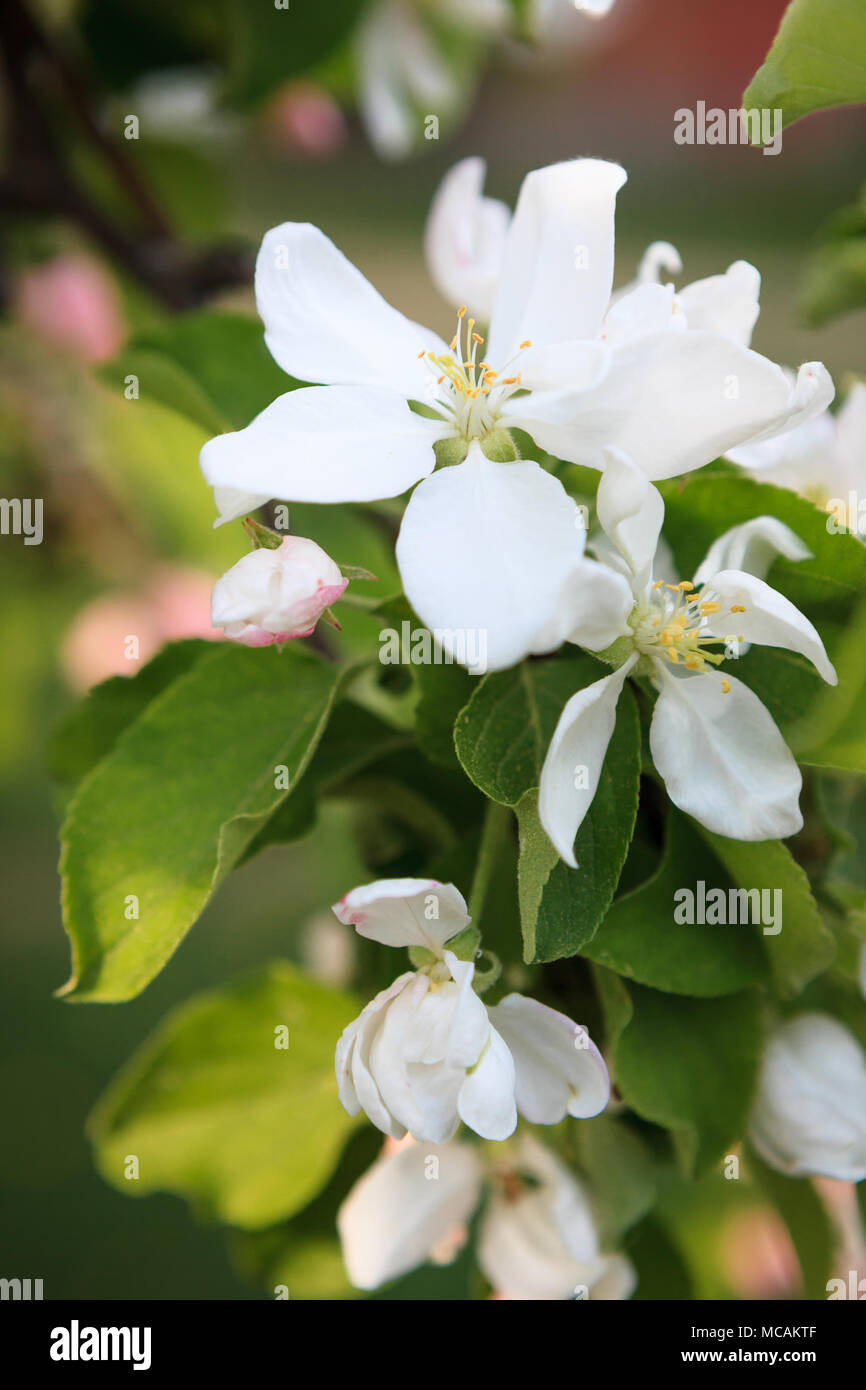 Beautiful apple tree flowers hi-res stock photography and images - Alamy