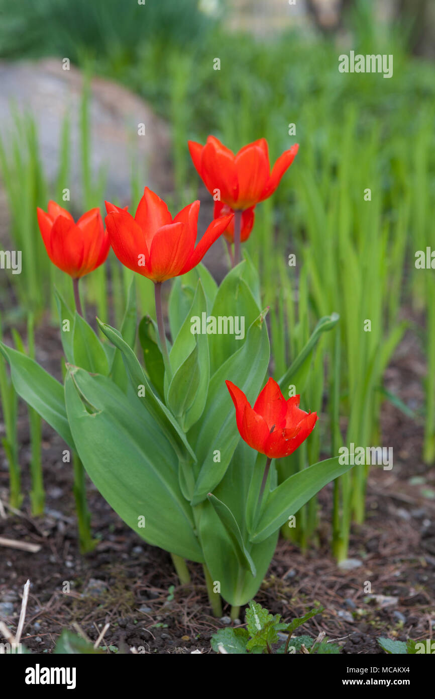Red tulip flowers outdoors garden Stock Photo - Alamy