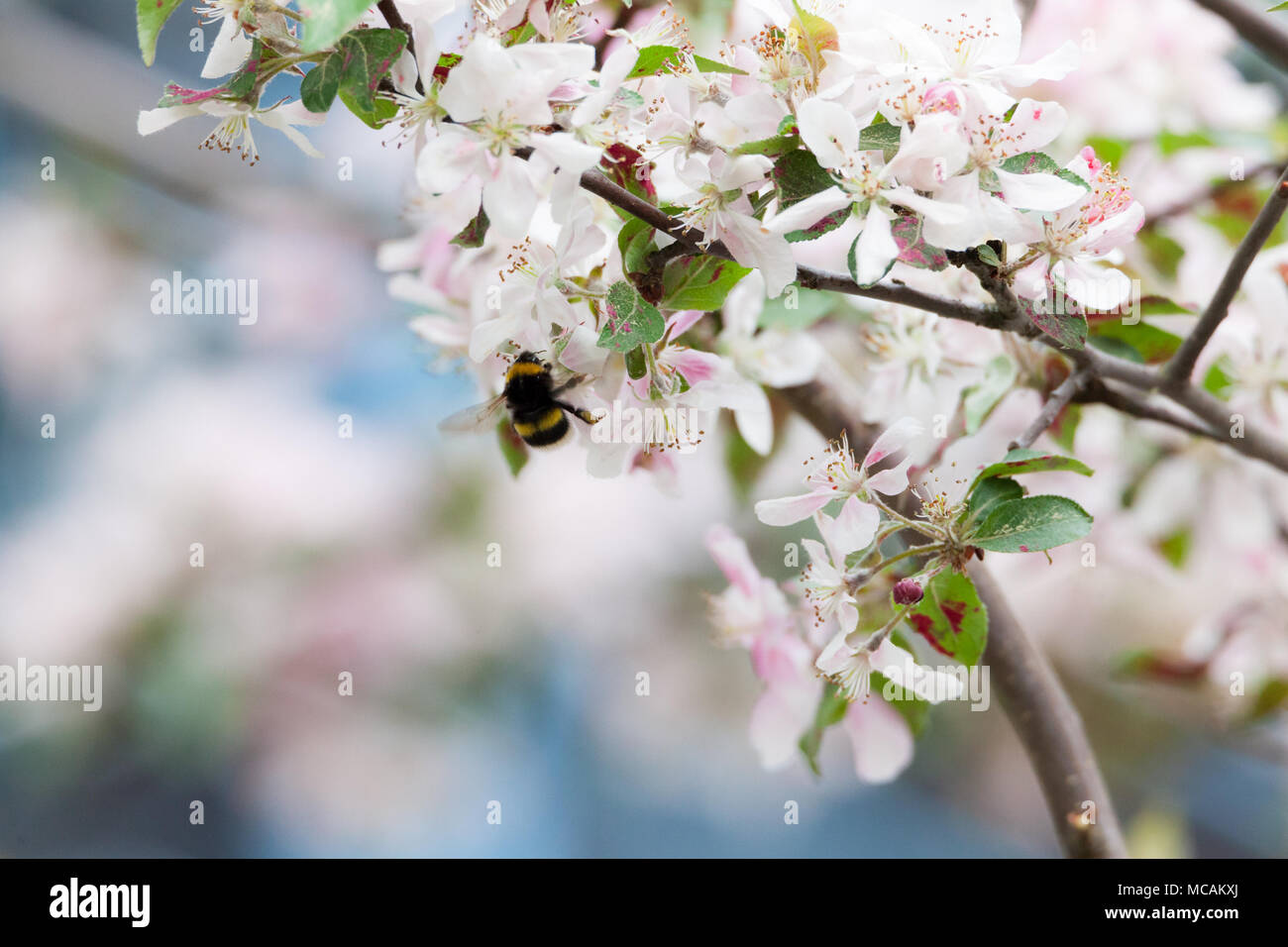 Bumblebee on tree hi-res stock photography and images - Alamy