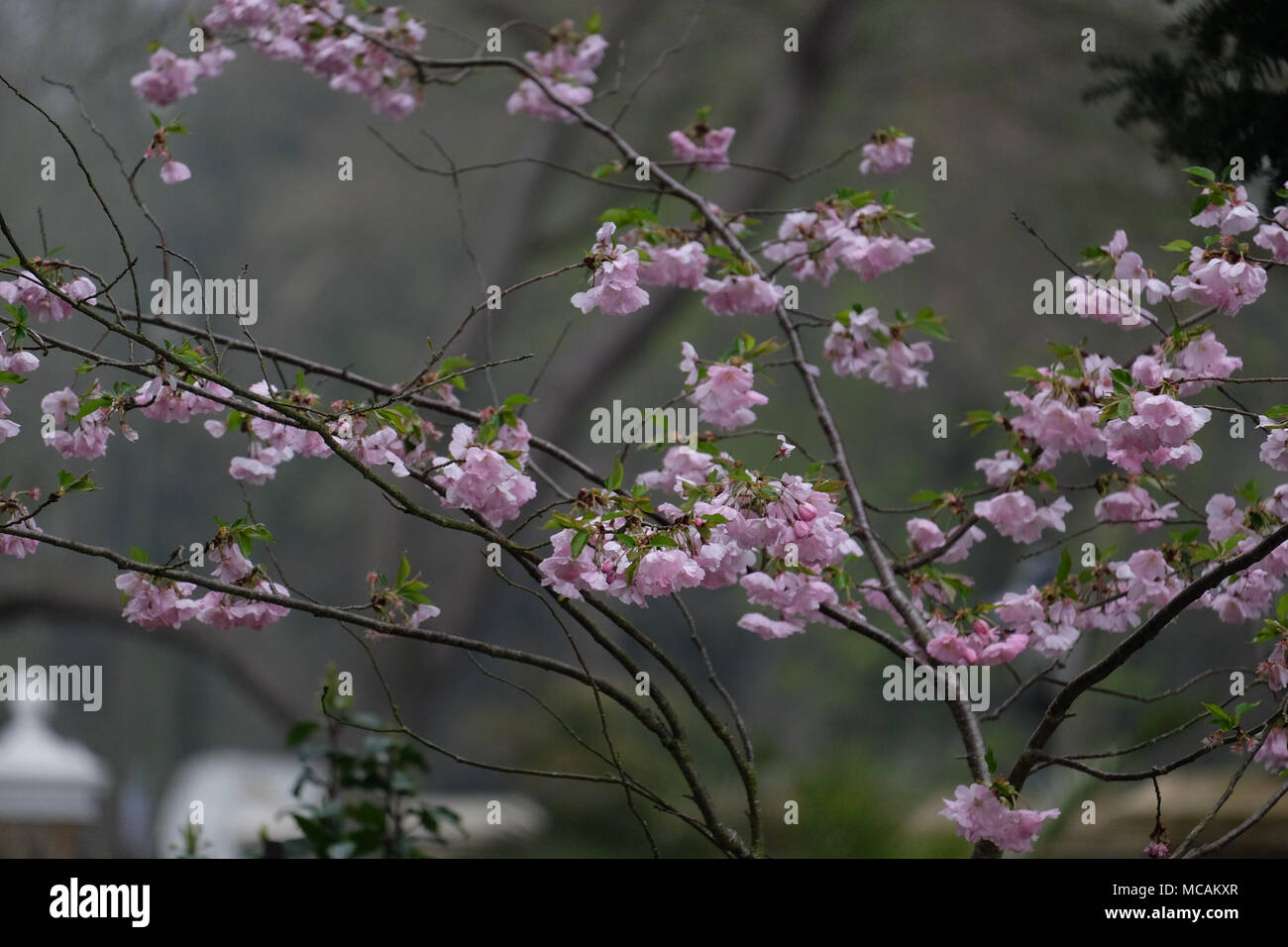 cherry blossom in spring england Stock Photo - Alamy
