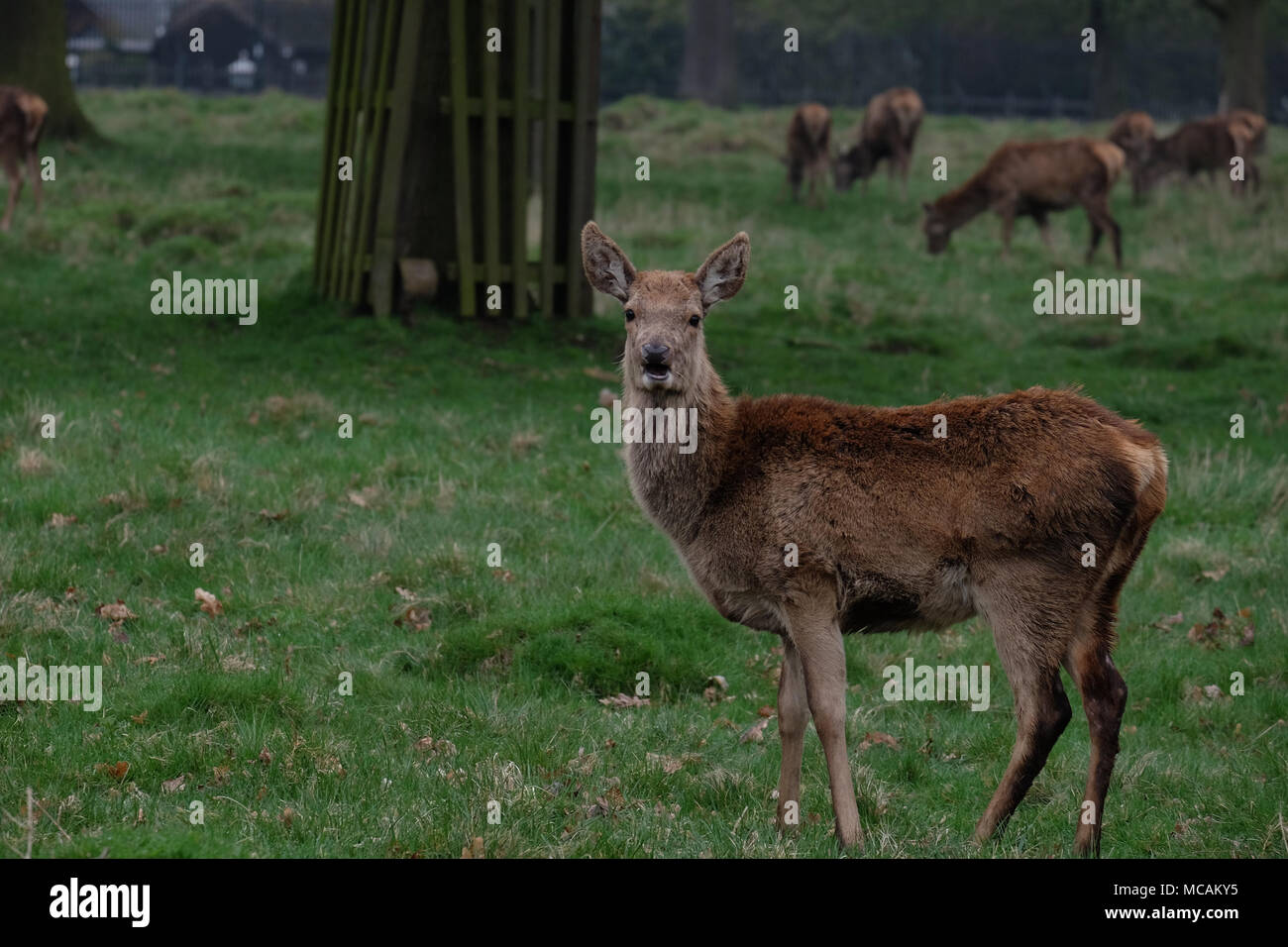 red deer in park spring enlgnad surrey Stock Photo - Alamy