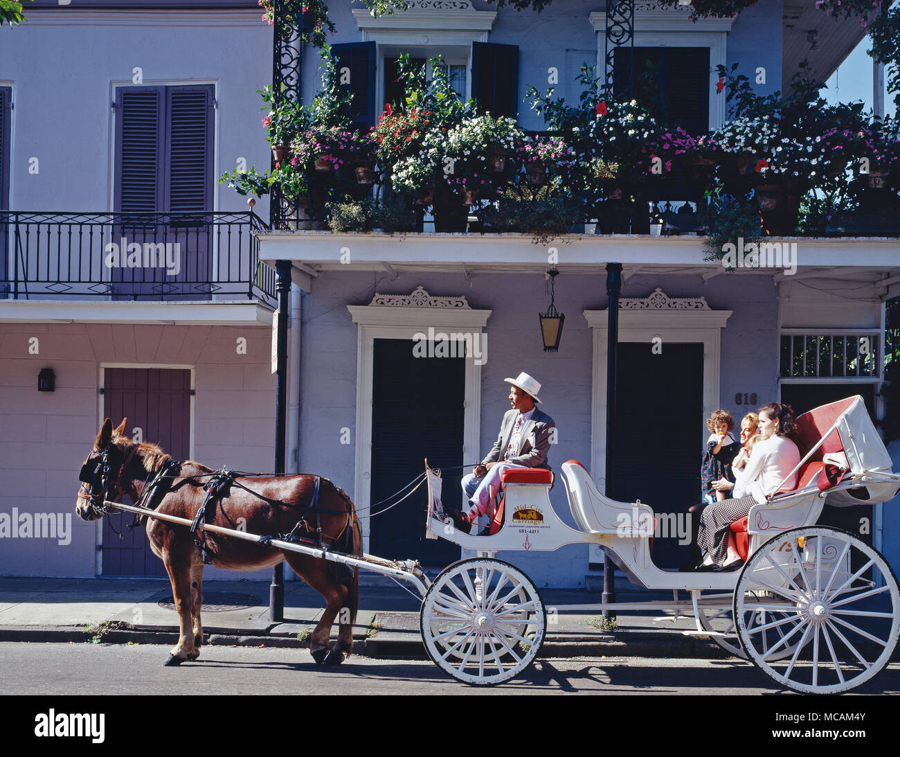 French Quarter Mule Ride in Carriage Stock Photo - Alamy