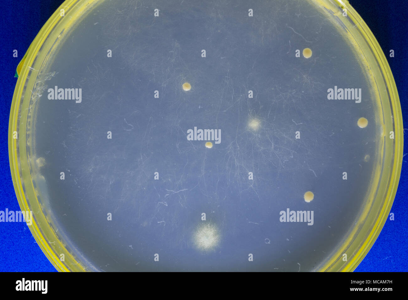 Growth of pathogenic bacteria populations populations from commercial ...