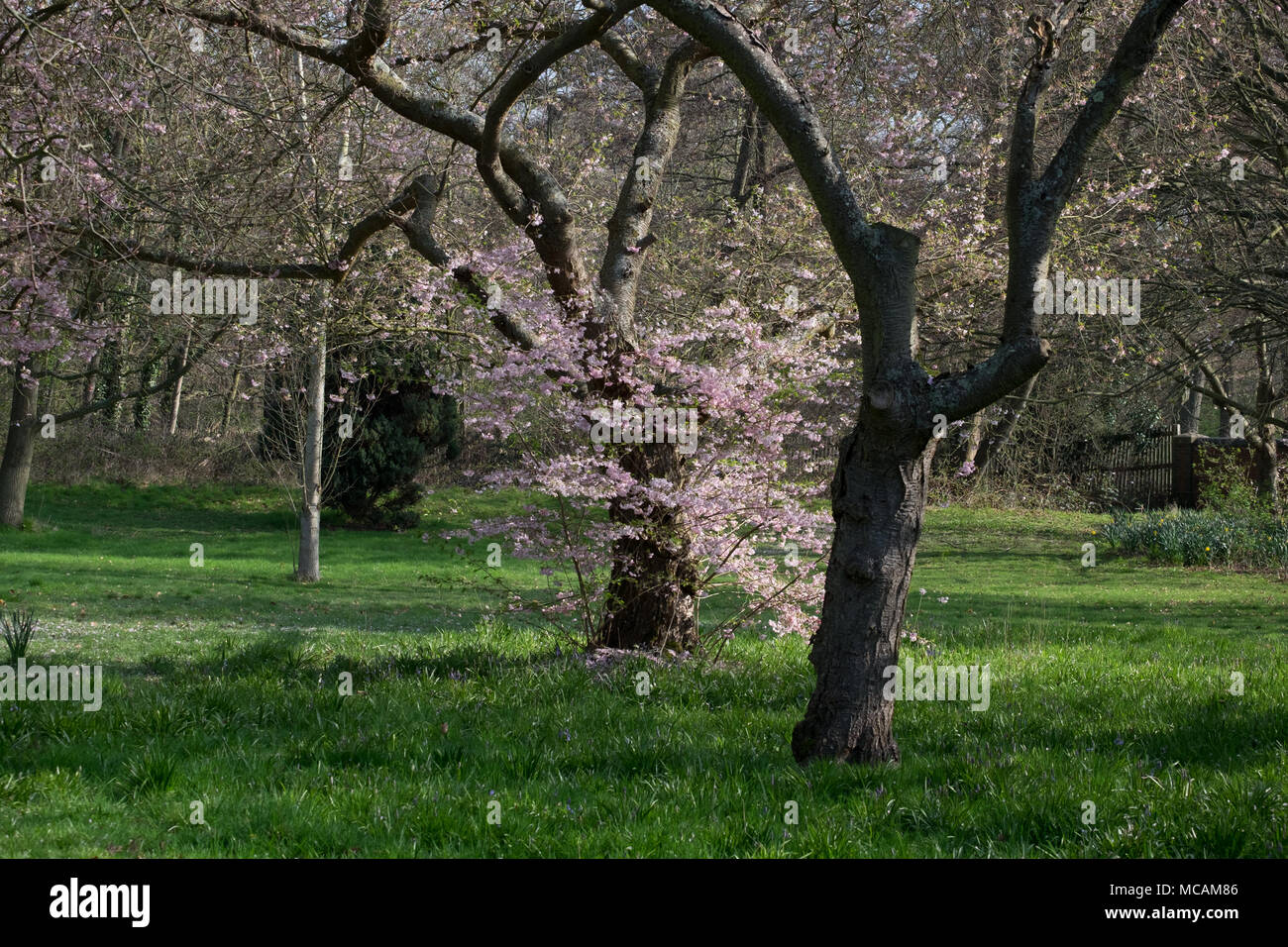 cherry blossom in spring england Stock Photo - Alamy