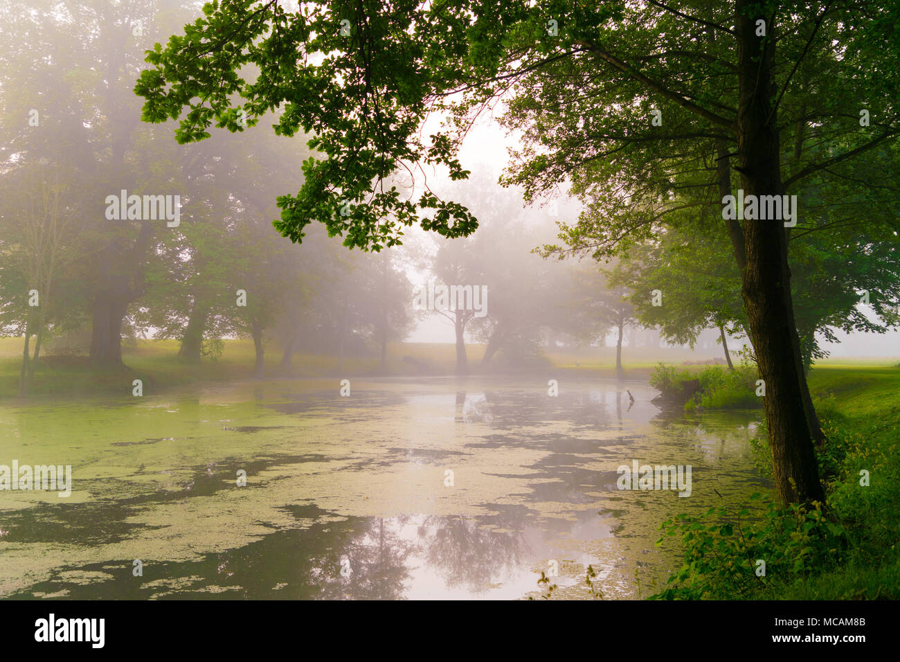 Swamp in fog Stock Photo - Alamy