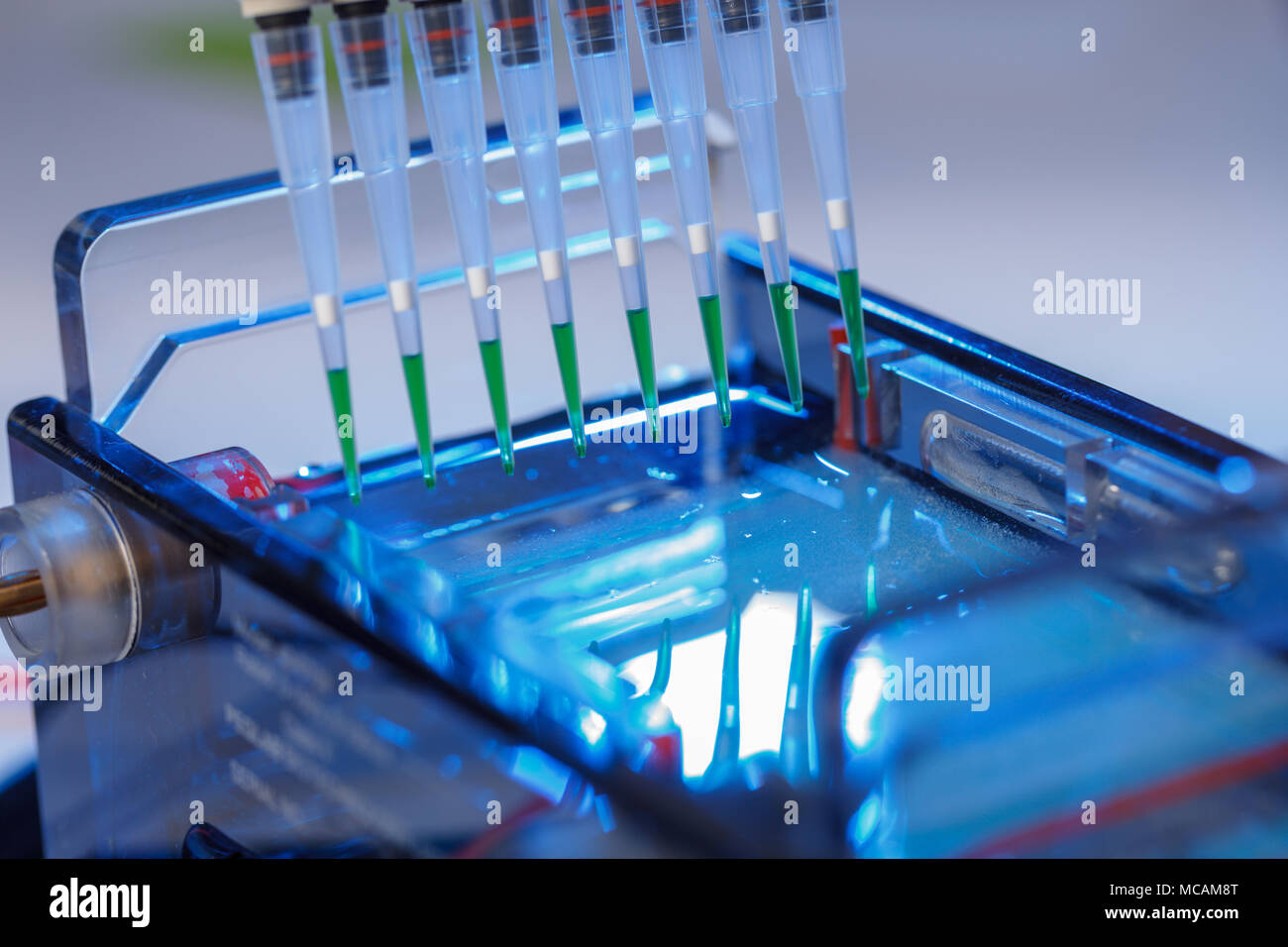 loading amplified DNA samples to agarose gel with multichannel pipette ...