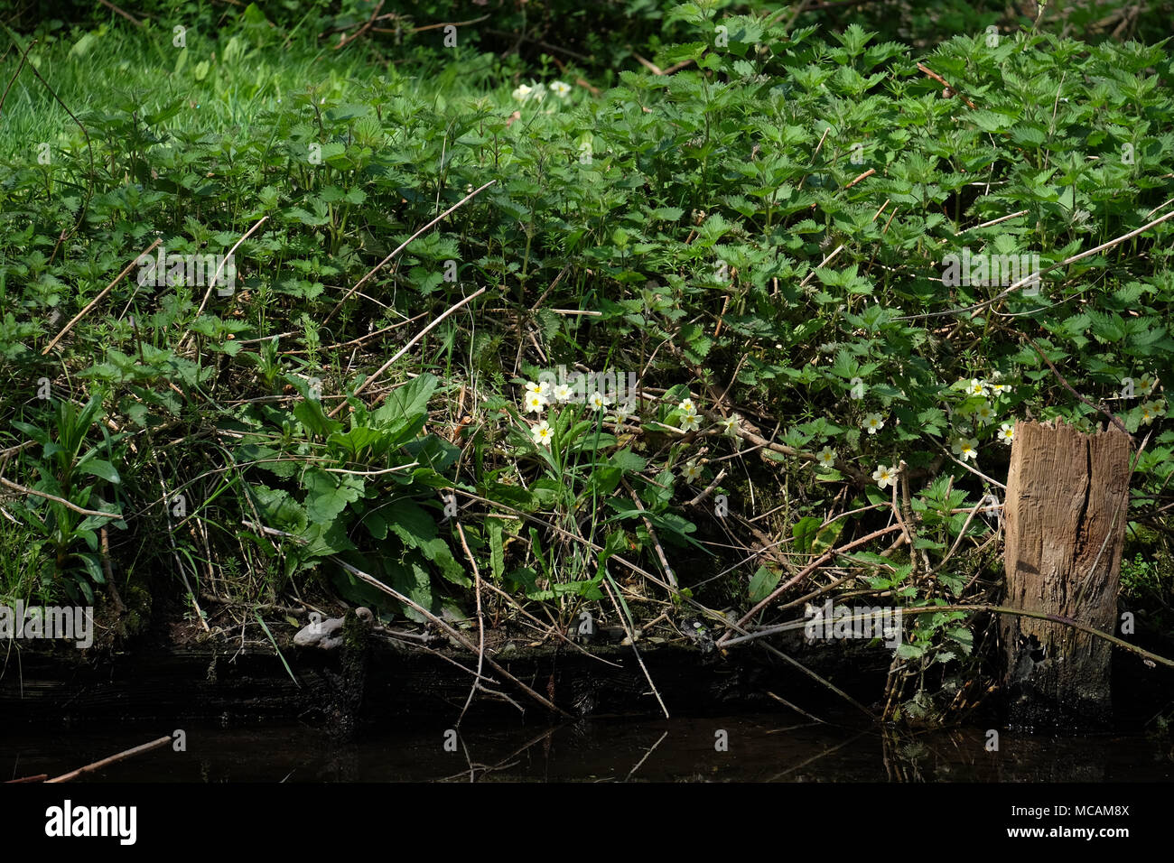 Springsurrey hi-res stock photography and images - Alamy
