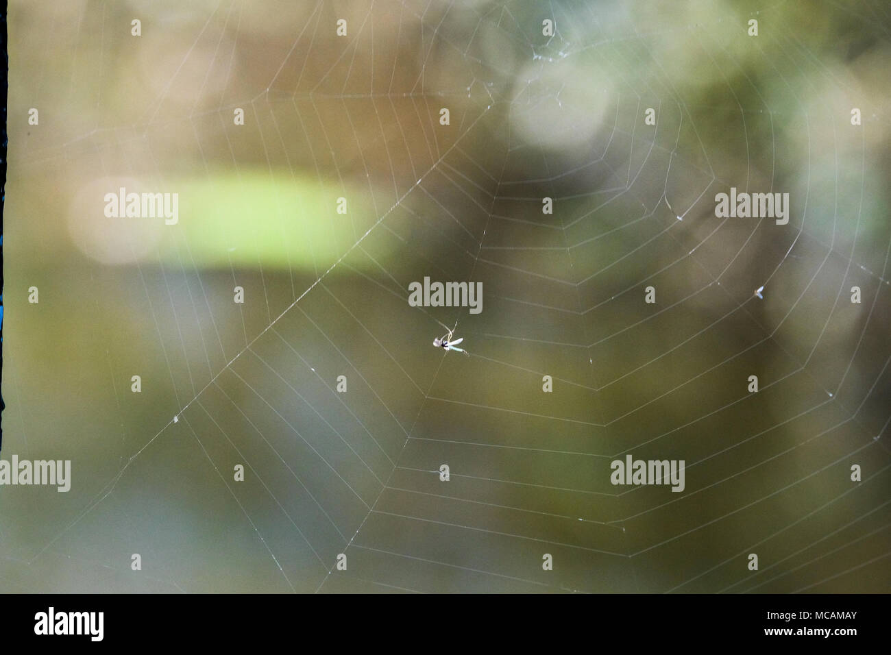 spiders web with fly Stock Photo - Alamy