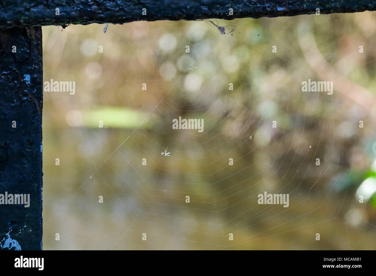 spiders web with fly Stock Photo - Alamy