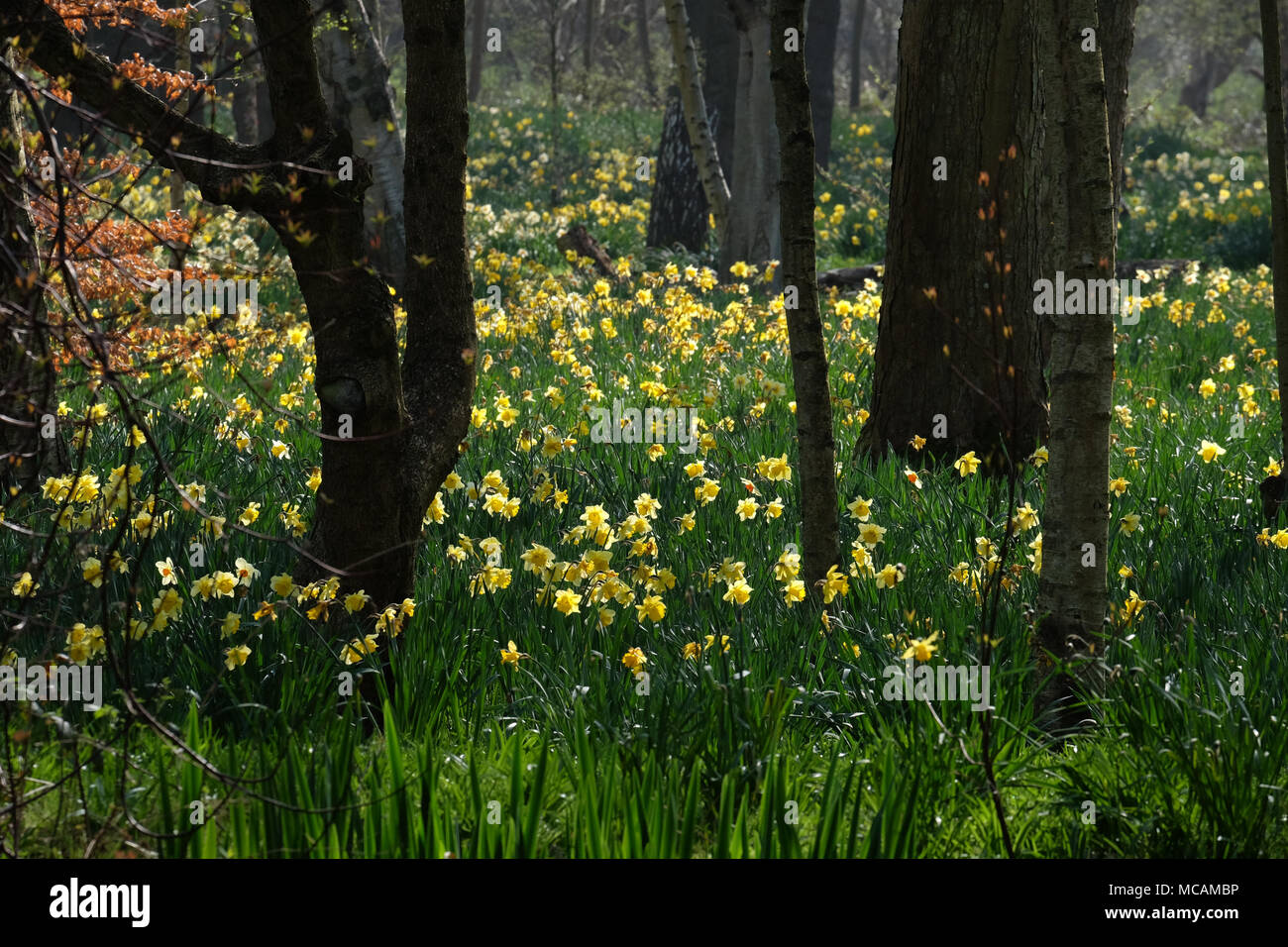 daffodils woodland scene Stock Photo - Alamy