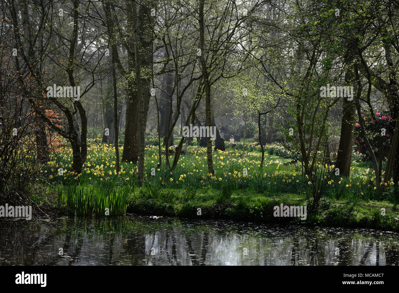 daffodils woodland scene Stock Photo - Alamy