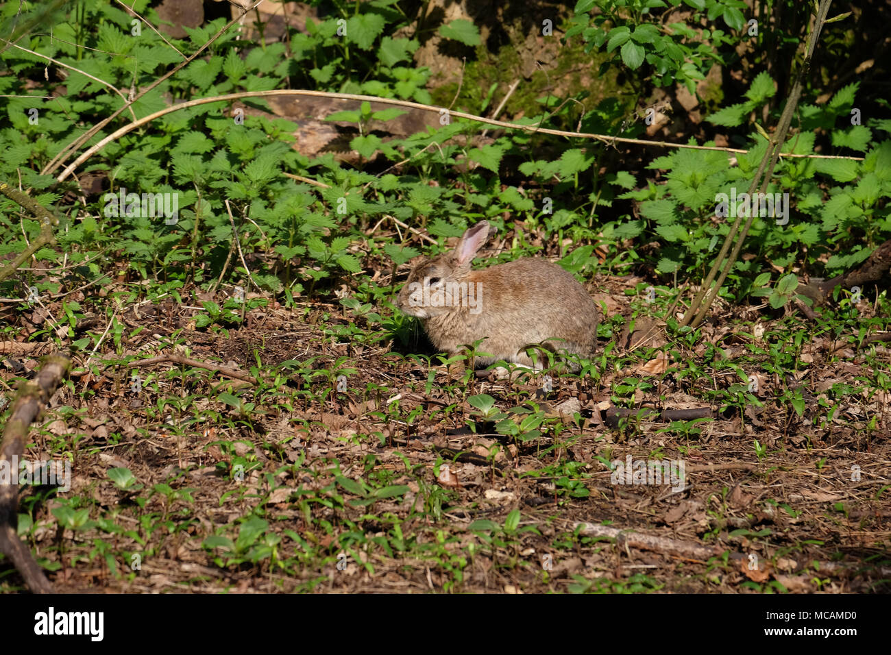 wild rabbit young in woodland Stock Photo - Alamy
