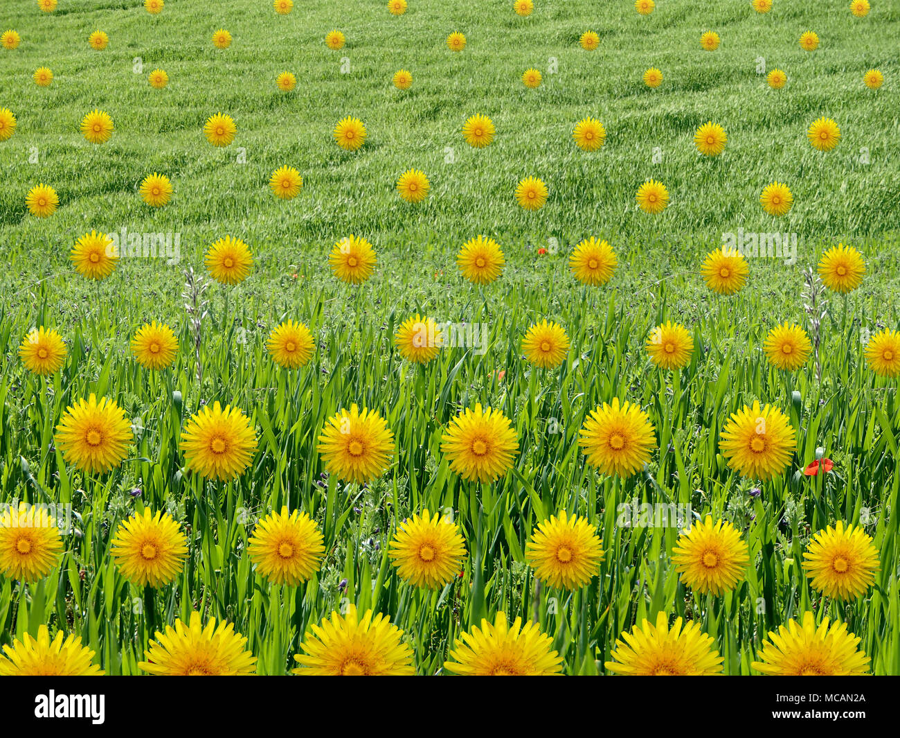 Green grass collage flowers hi-res stock photography and images - Alamy