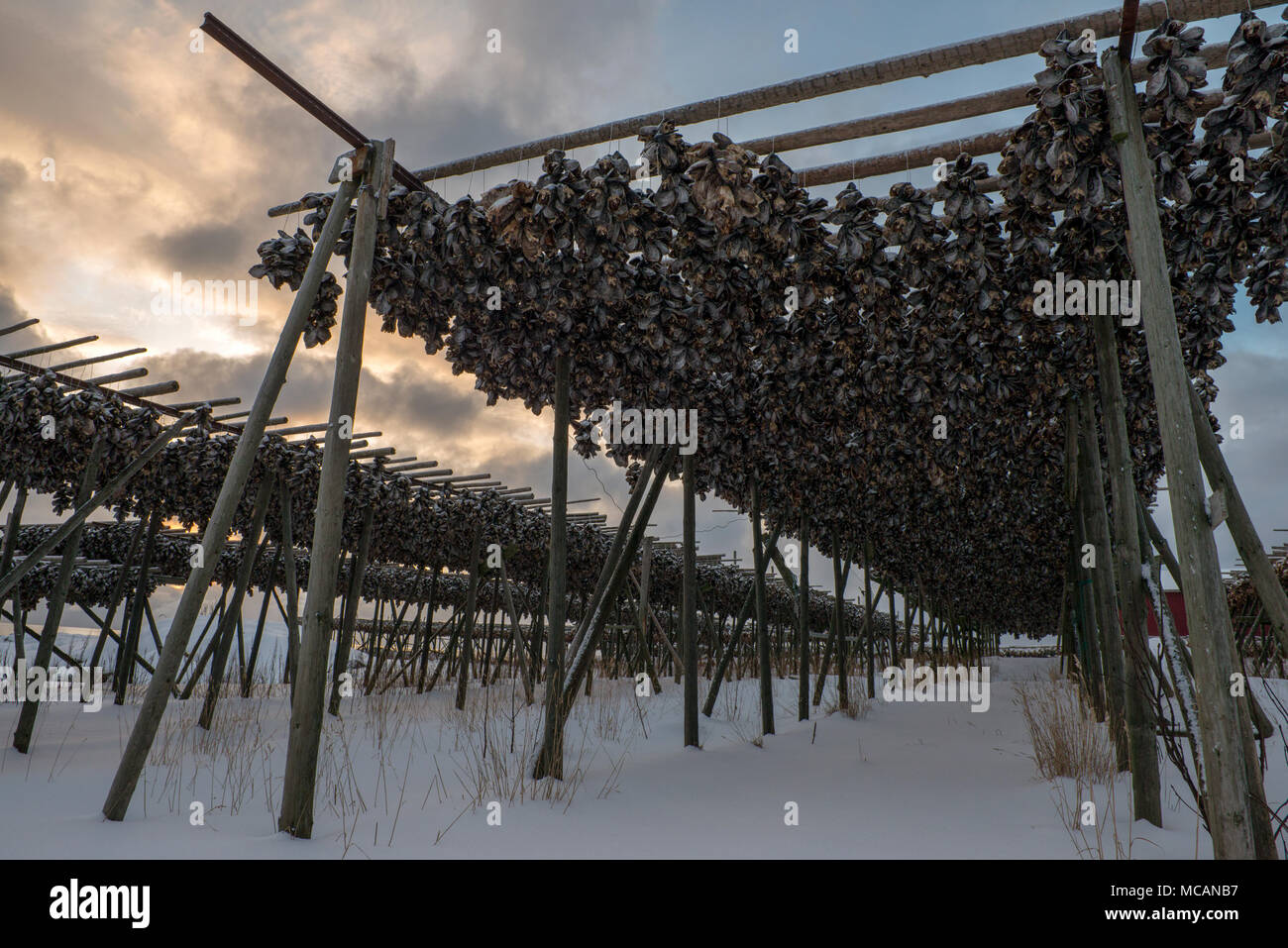 Traditional fish drying racks in Sariskoy, Lofoten Islands, Norway ...