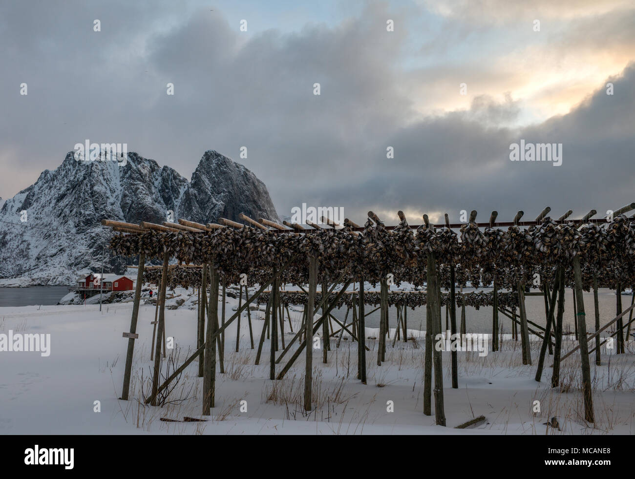 Traditional fish drying racks in Sariskoy, Lofoten Islands, Norway ...