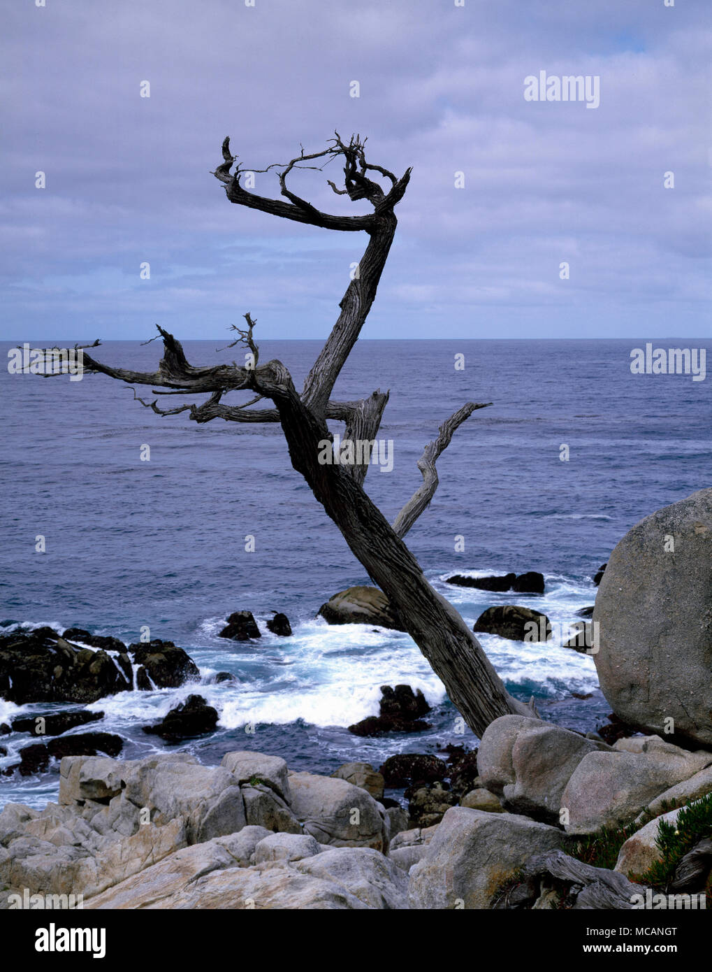 Scraggly trees hi-res stock photography and images - Alamy