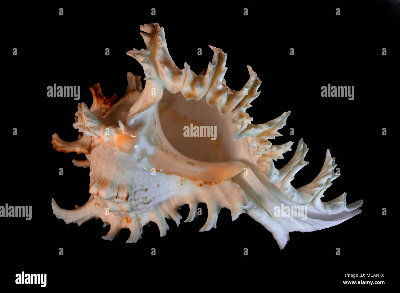 Seashell of Chicoreus ramosus (also called Murex ramosus or Branched ...