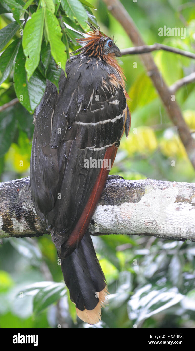 Hoatzin amazon hi-res stock photography and images - Alamy