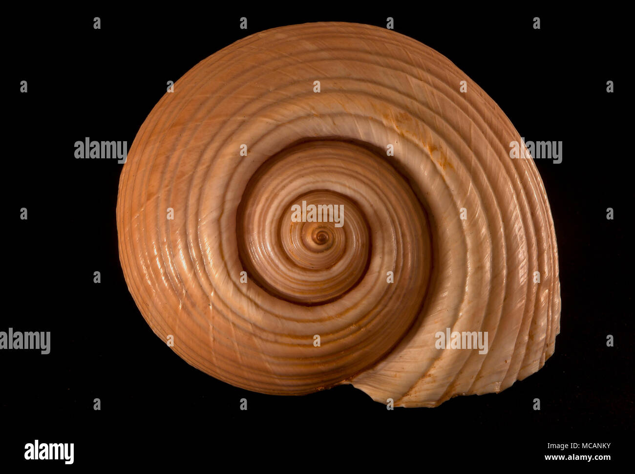 Giant shell hi-res stock photography and images - Alamy