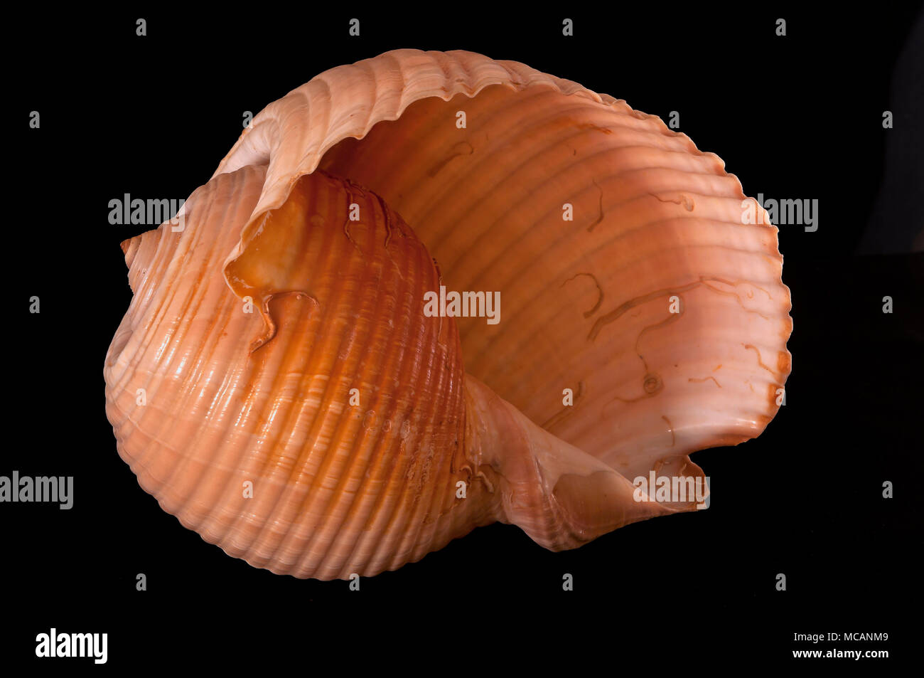 Galea hi-res stock photography and images - Alamy