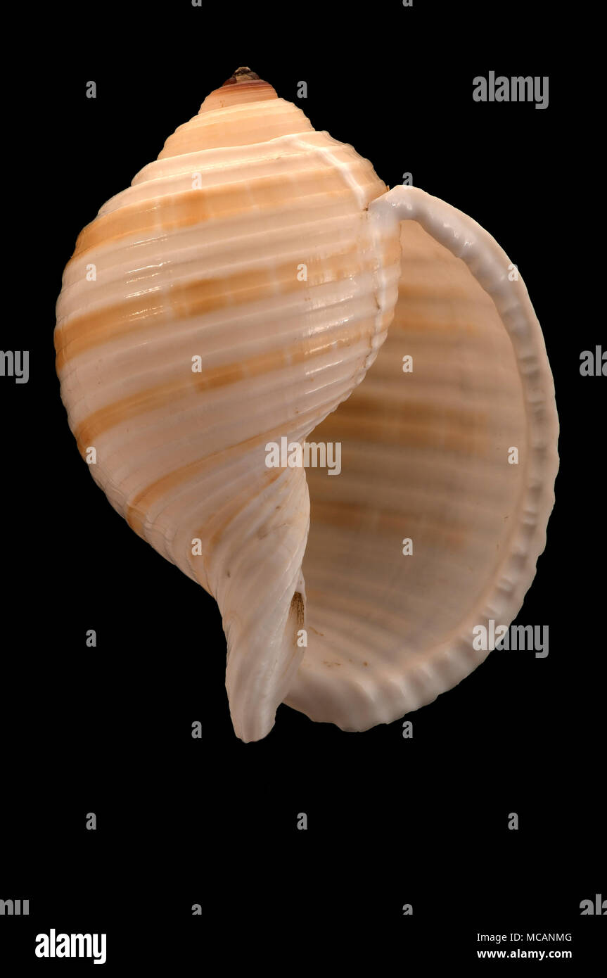 Tonna shells hi-res stock photography and images - Alamy