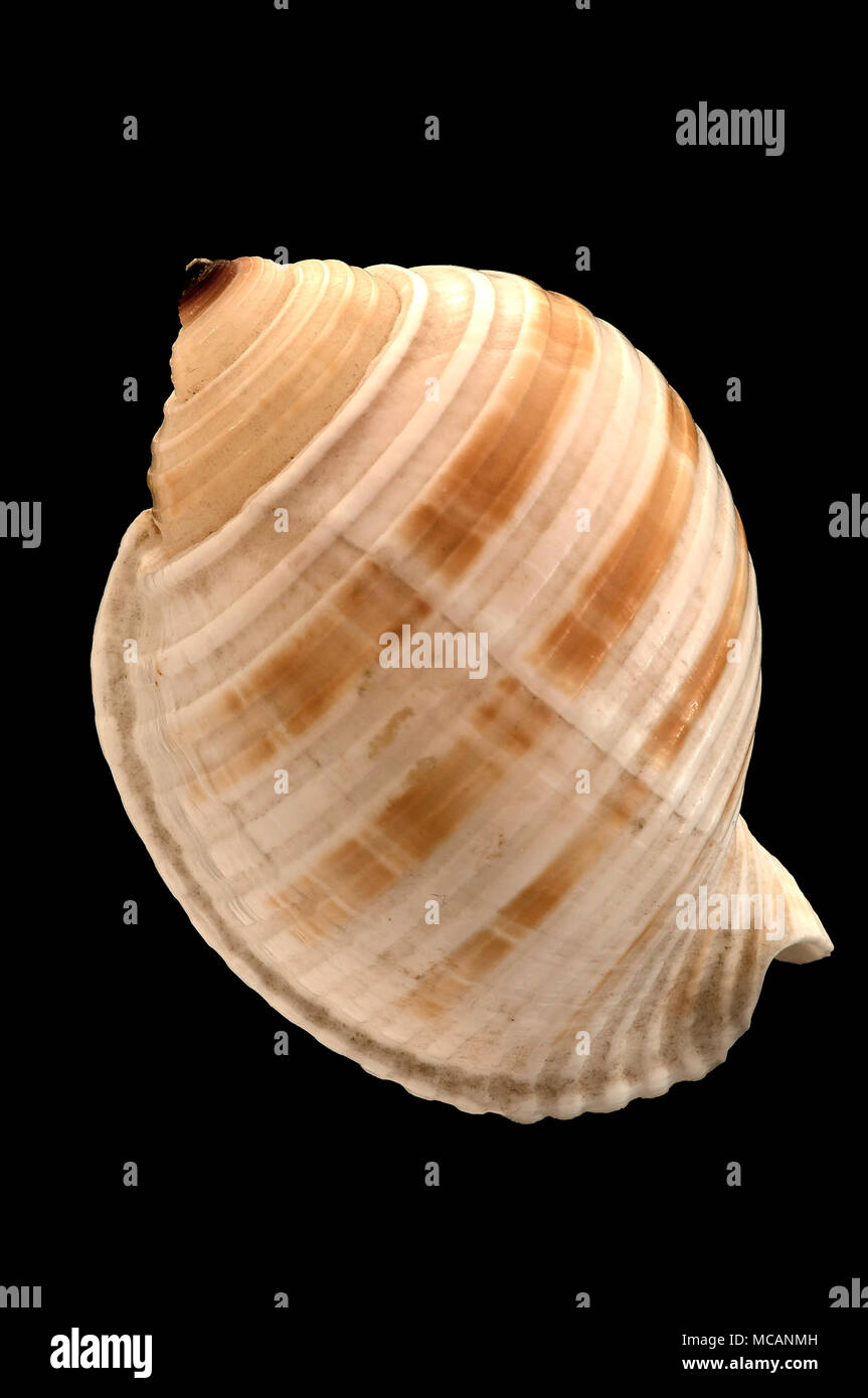 Seashell of Tonna sulcosa, Malacology collection, Spain, Europe Stock ...