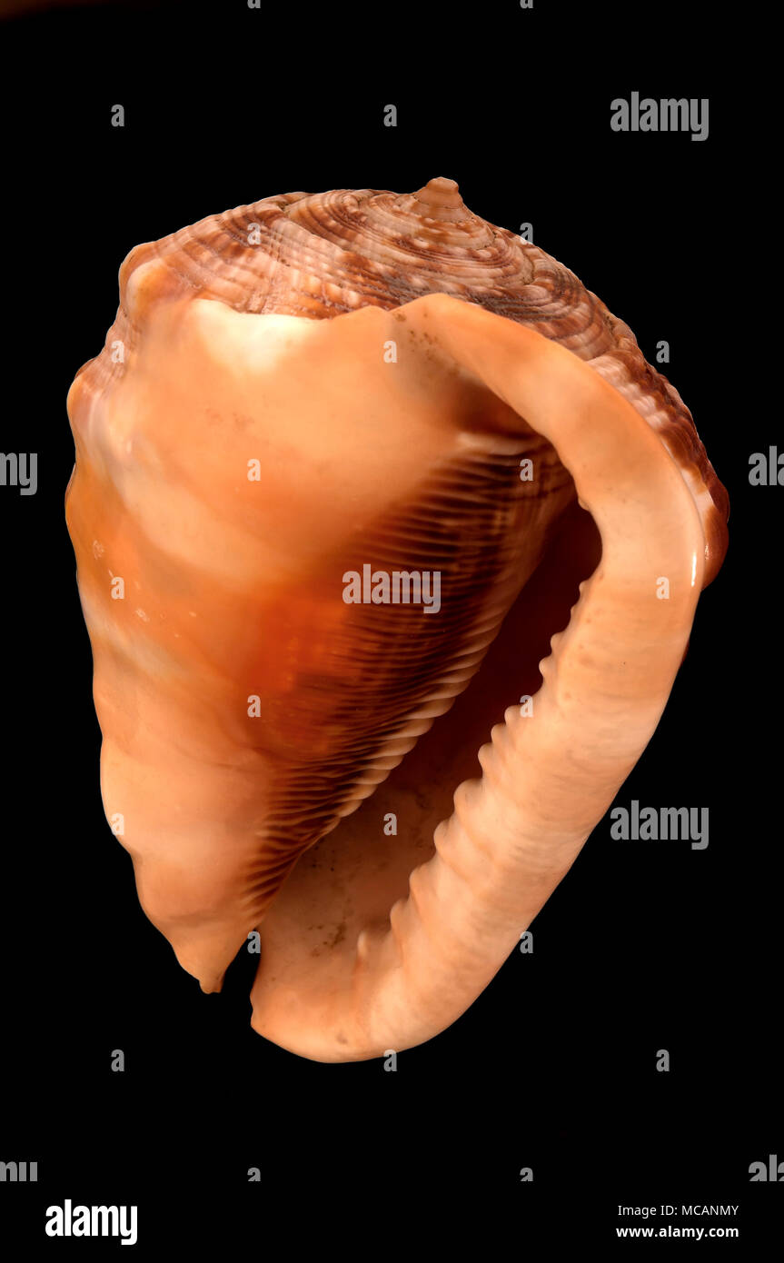 Seashell of Red helmet / Bullmouth (Cypraecassis rufa), Malacology ...
