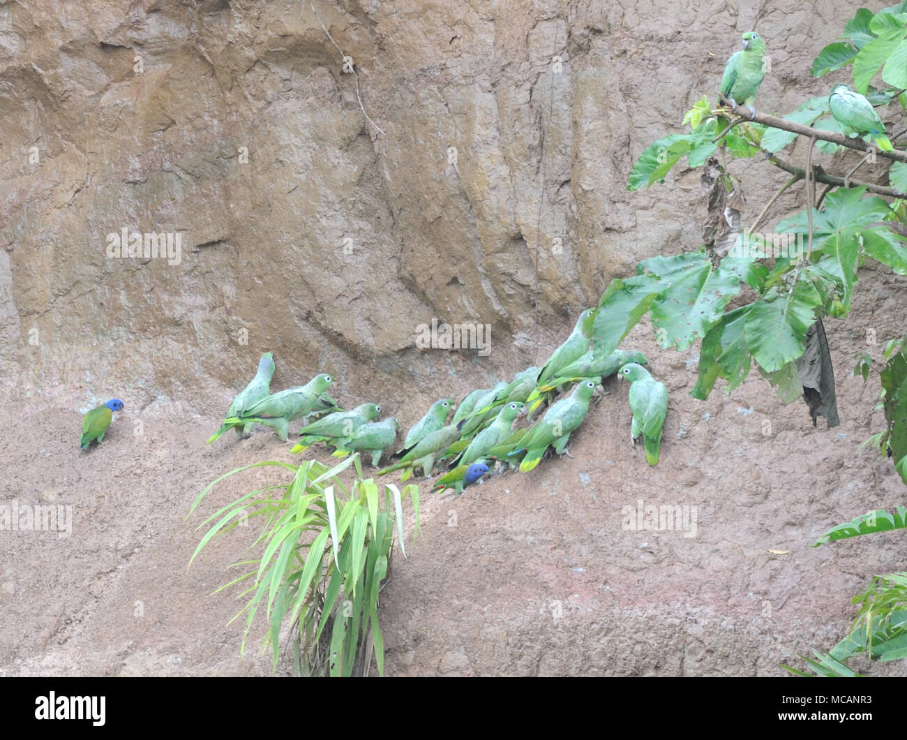 Clay licks hi-res stock photography and images - Alamy