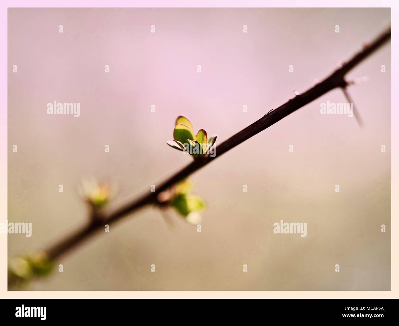 Spring Buds on shrub Stock Photo - Alamy