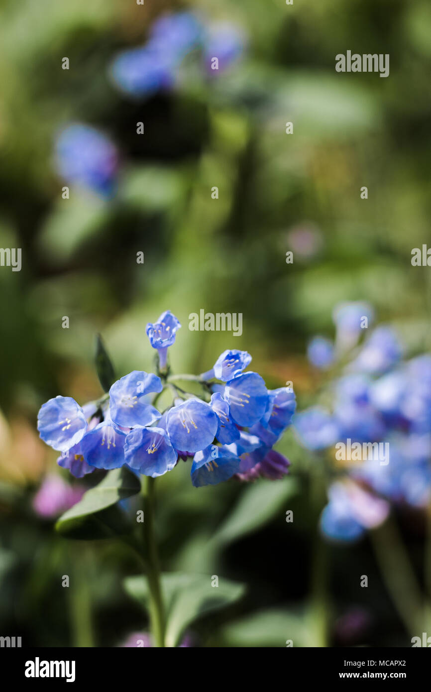 Virginia bluebells flowers in bloom in early Spring Stock Photo - Alamy