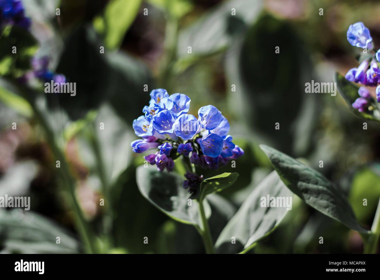Virginia bluebells flowers in bloom in early Spring Stock Photo - Alamy