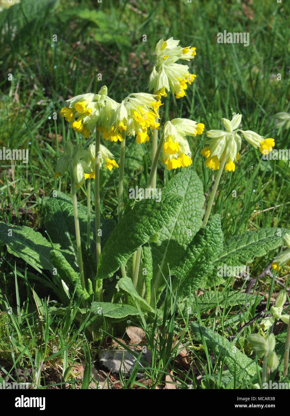 Cowslip (Primula veris) flowers. Bedgebury Forest, Kent, England. UK ...