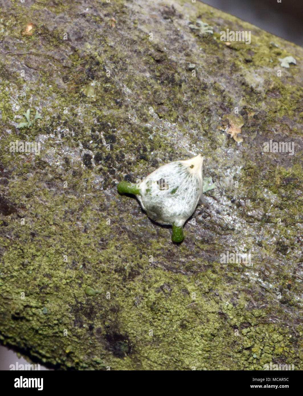 Germinating mistletoe (Viscum alba) seed on an apple tree branch in ...
