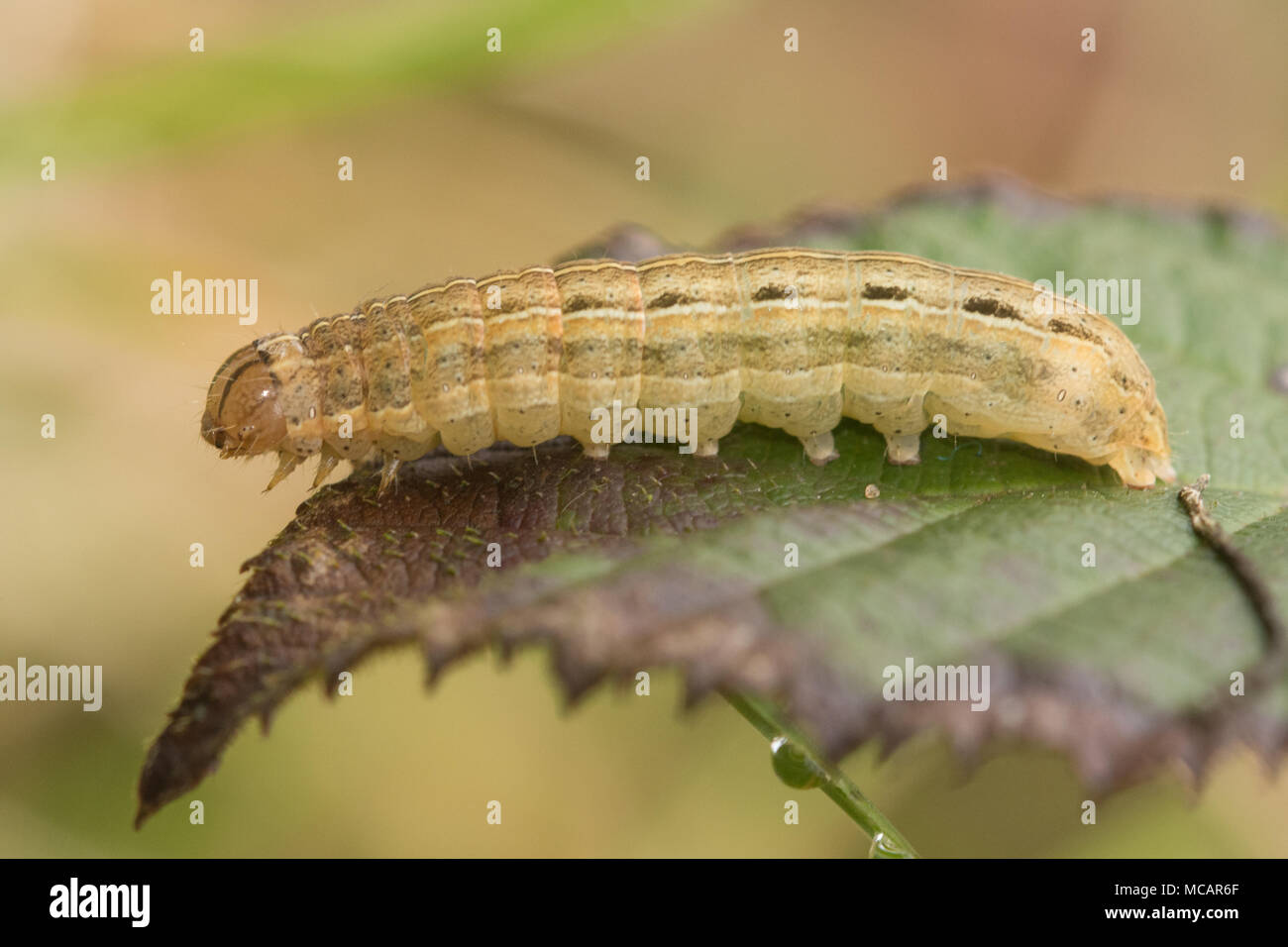 Grayling butterfly (Hipparchia semele) larva or caterpillar Stock Photo ...