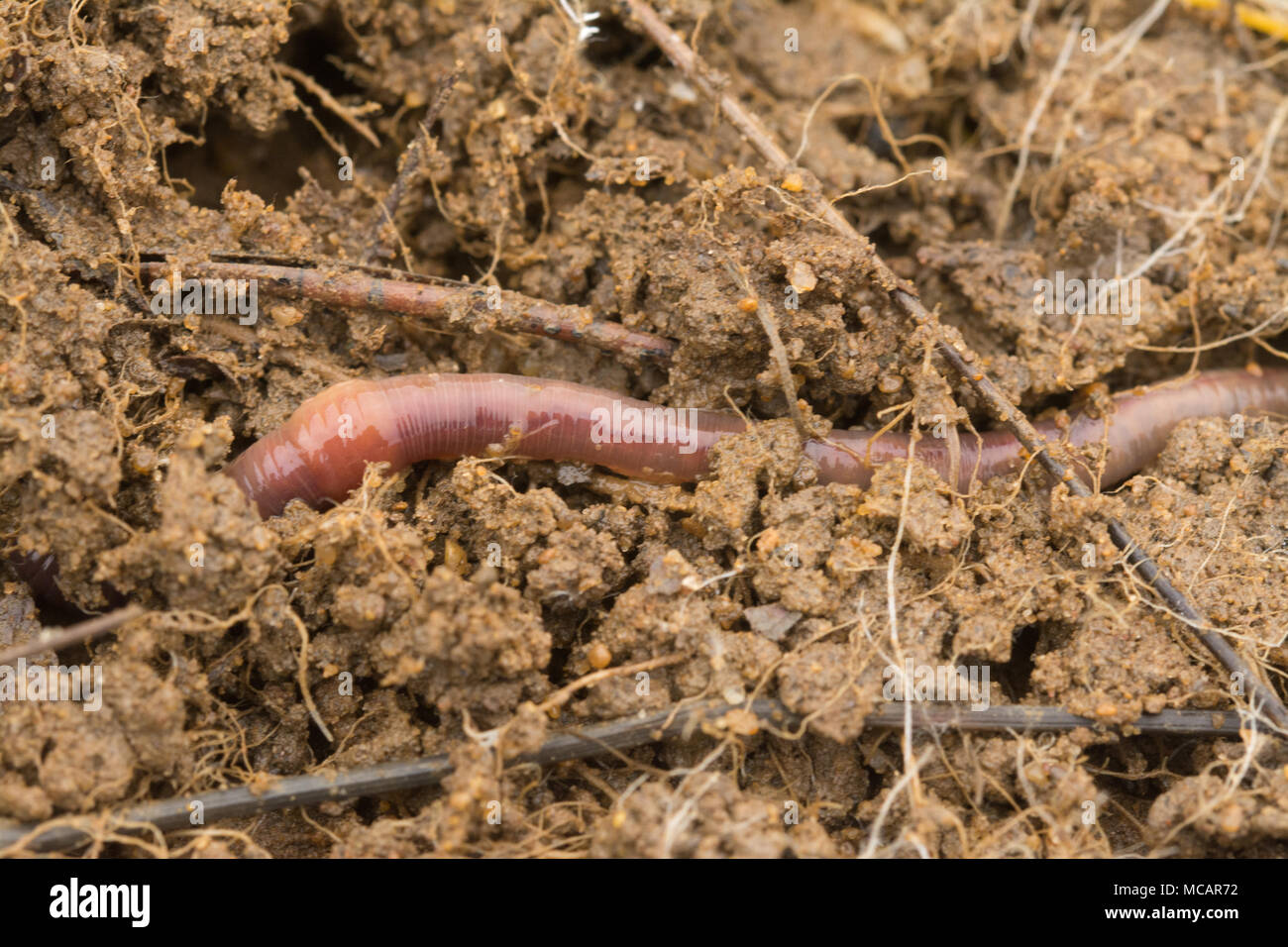 Close up earthworm hi-res stock photography and images - Alamy