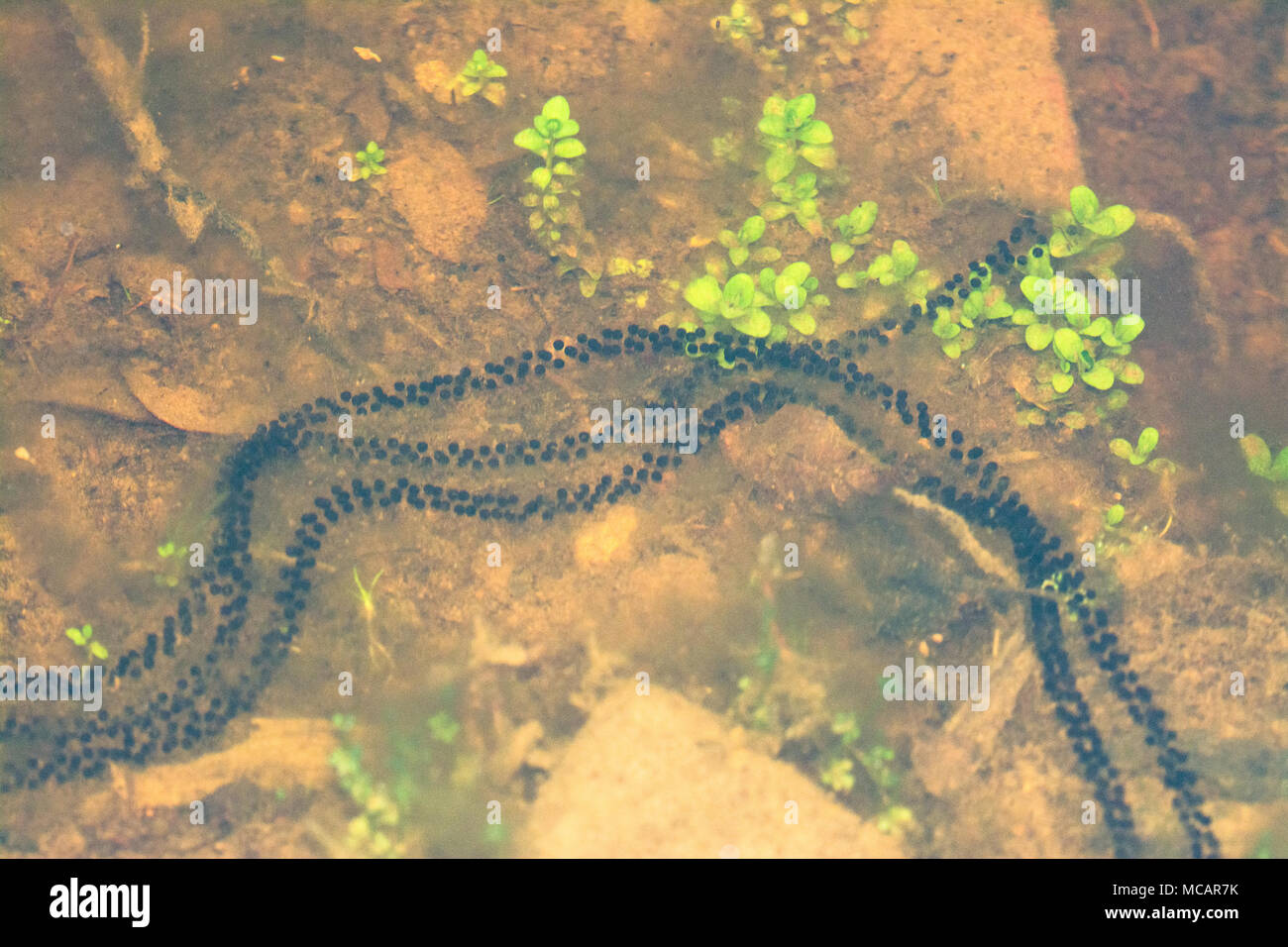 Toad spawn uk hi-res stock photography and images - Alamy