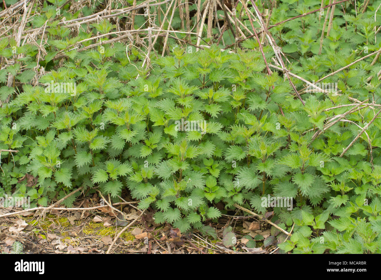 Patch of nettles hi-res stock photography and images - Alamy