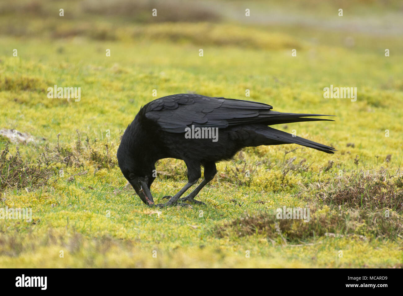 Carrion eating hi-res stock photography and images - Alamy