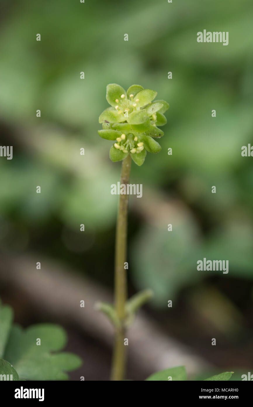 Close-up of moschatel (Adoxa moschatellina), a woodland spring ...