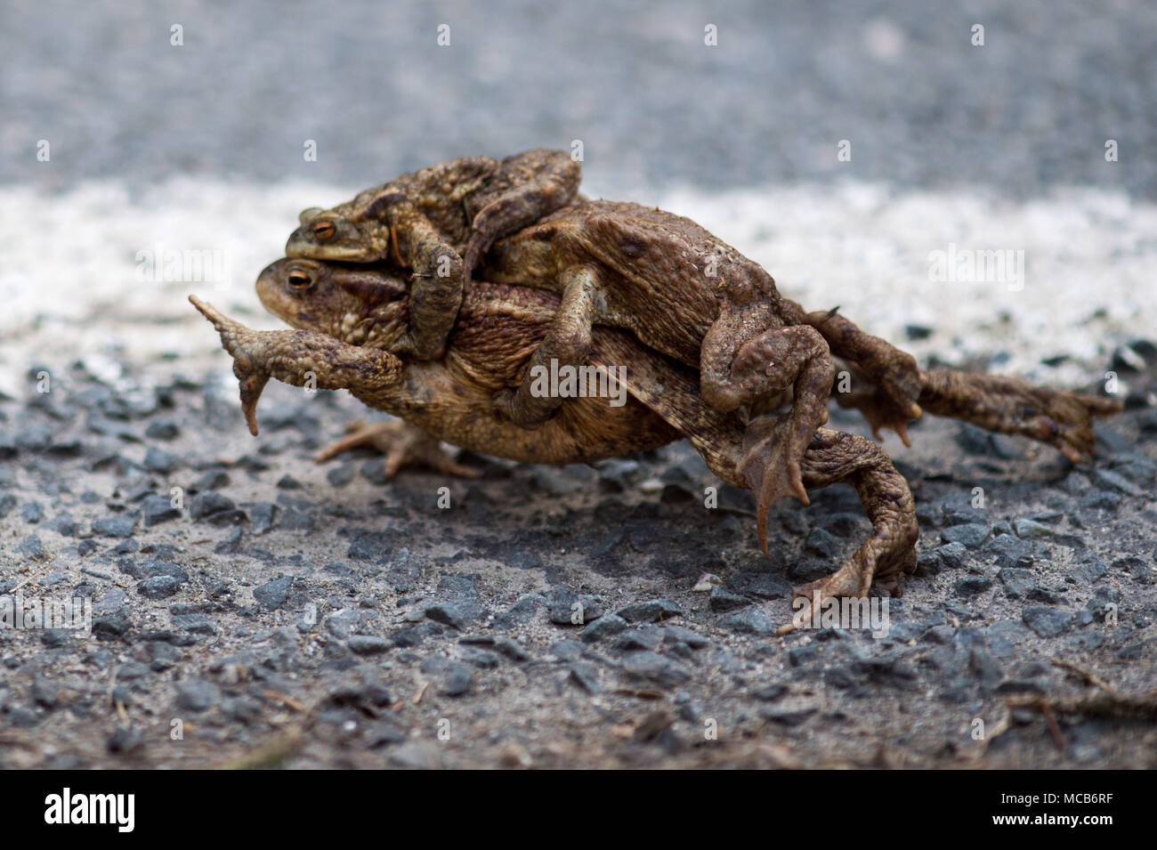 10 April 2018, Germany, Altenbrak: A common toad carries two male ...