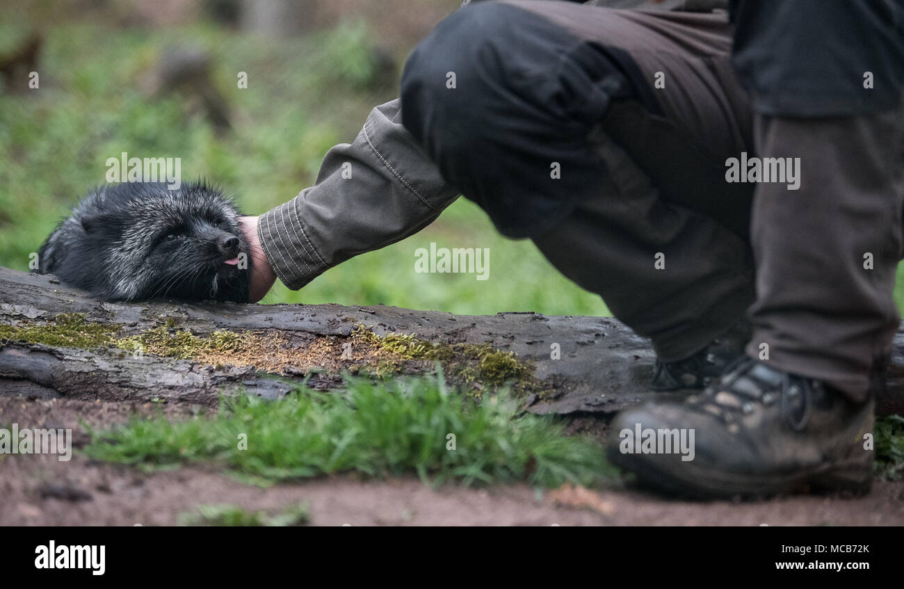 13 April 2018, Germany, Cleebronn: Keeper Benni strokes female silver ...