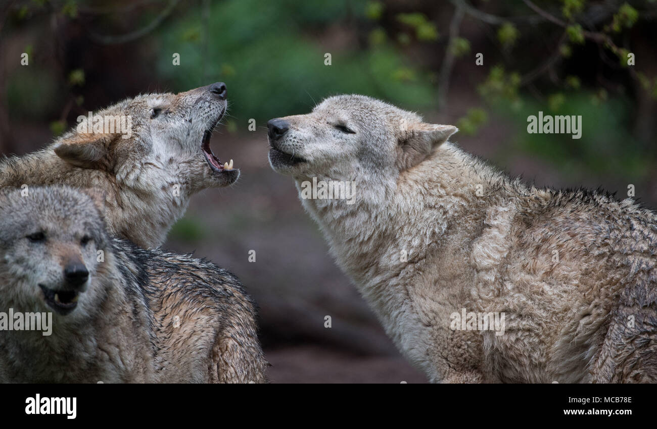 13 April 2018, Germany, Cleebronn: European wolves howling at ...